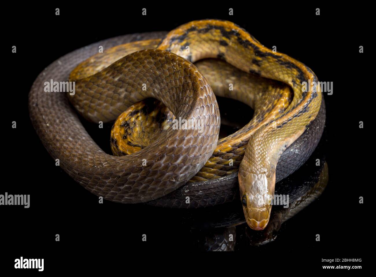 Coelognathus flavolineatus, the black copper rat snake or yellow striped snake, isolated on ...