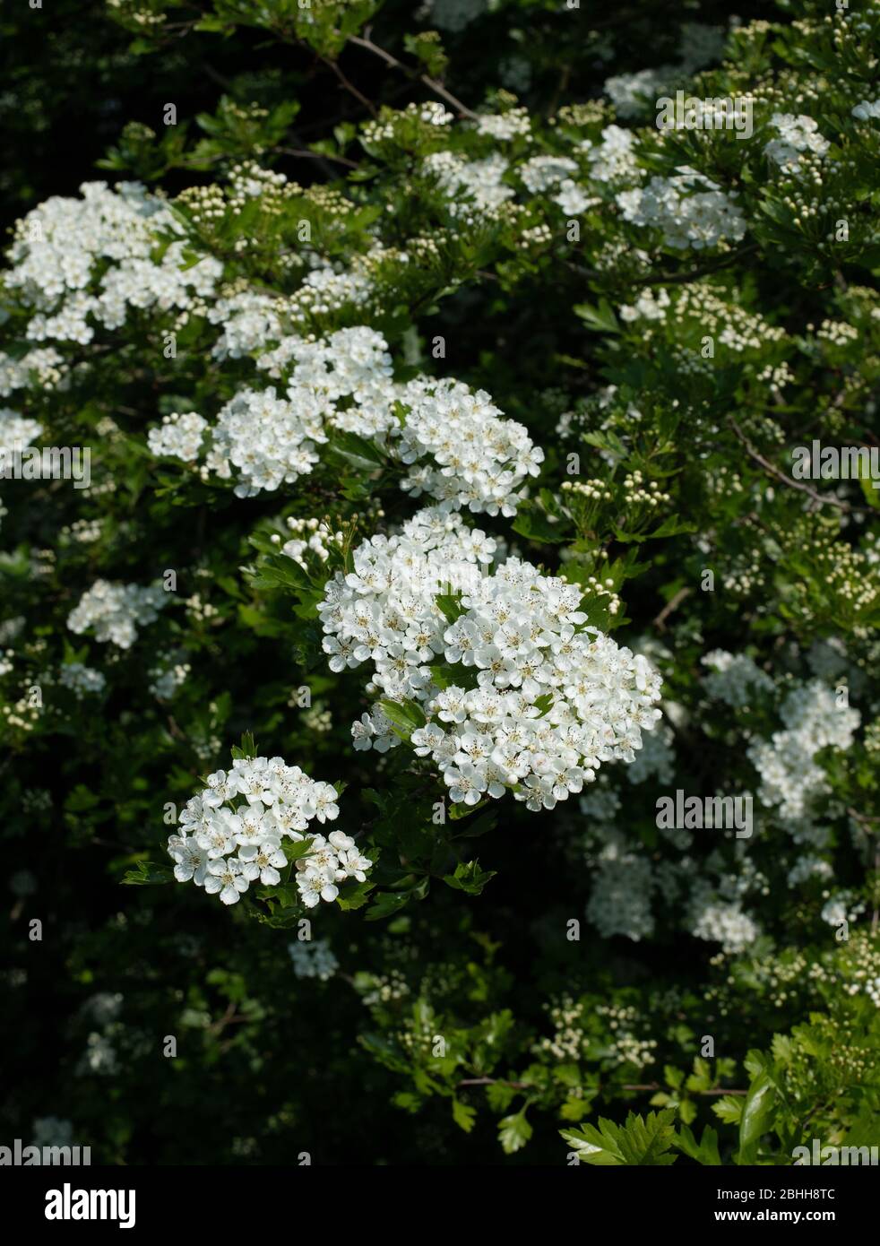 New hawthorn leaves hi-res stock photography and images - Alamy