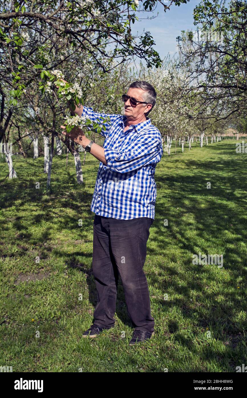 Farmer in his orchard control the quality of flowering fruit trees ...