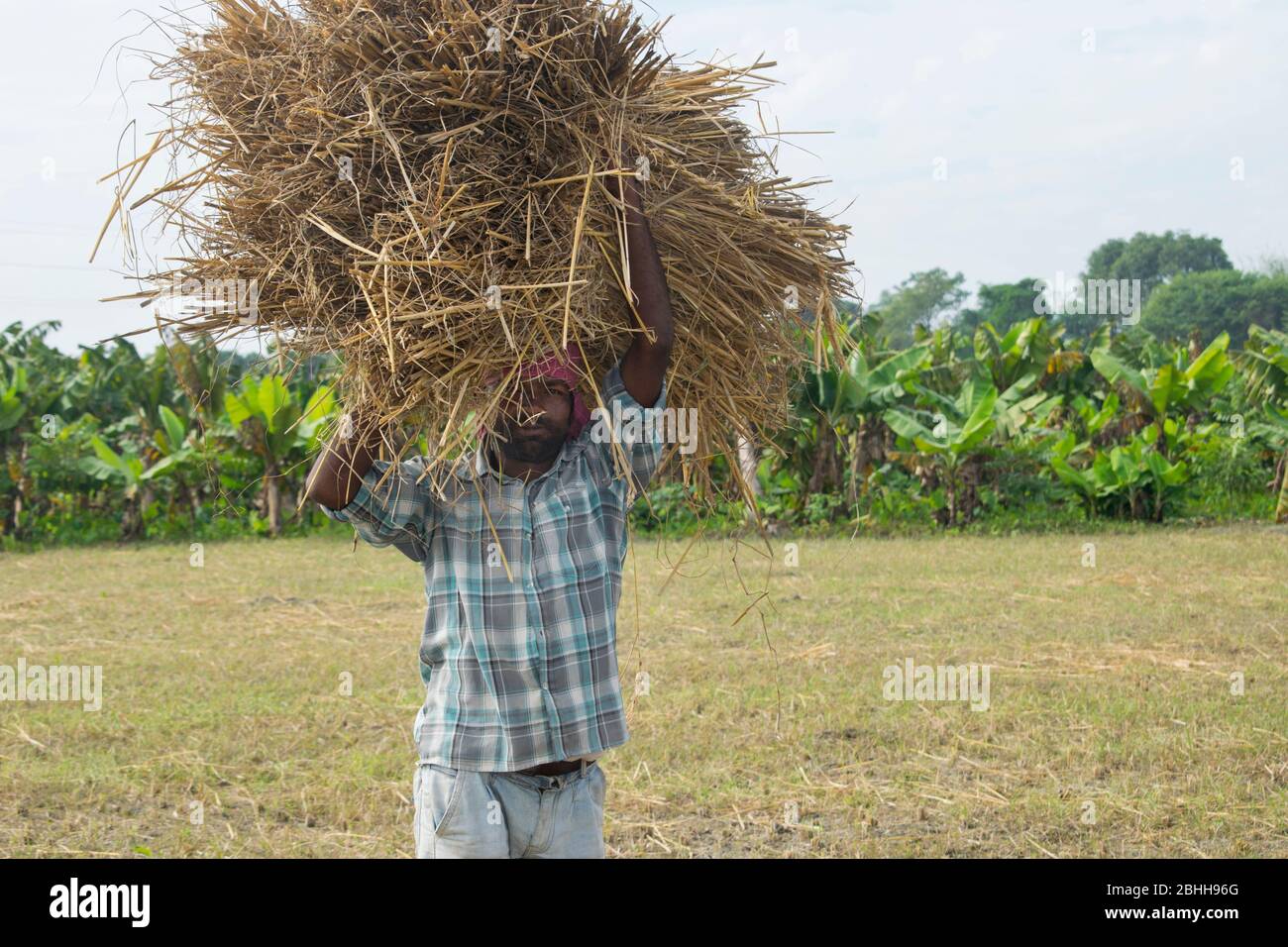 Man carrying bundle wheat hi-res stock photography and images - Alamy