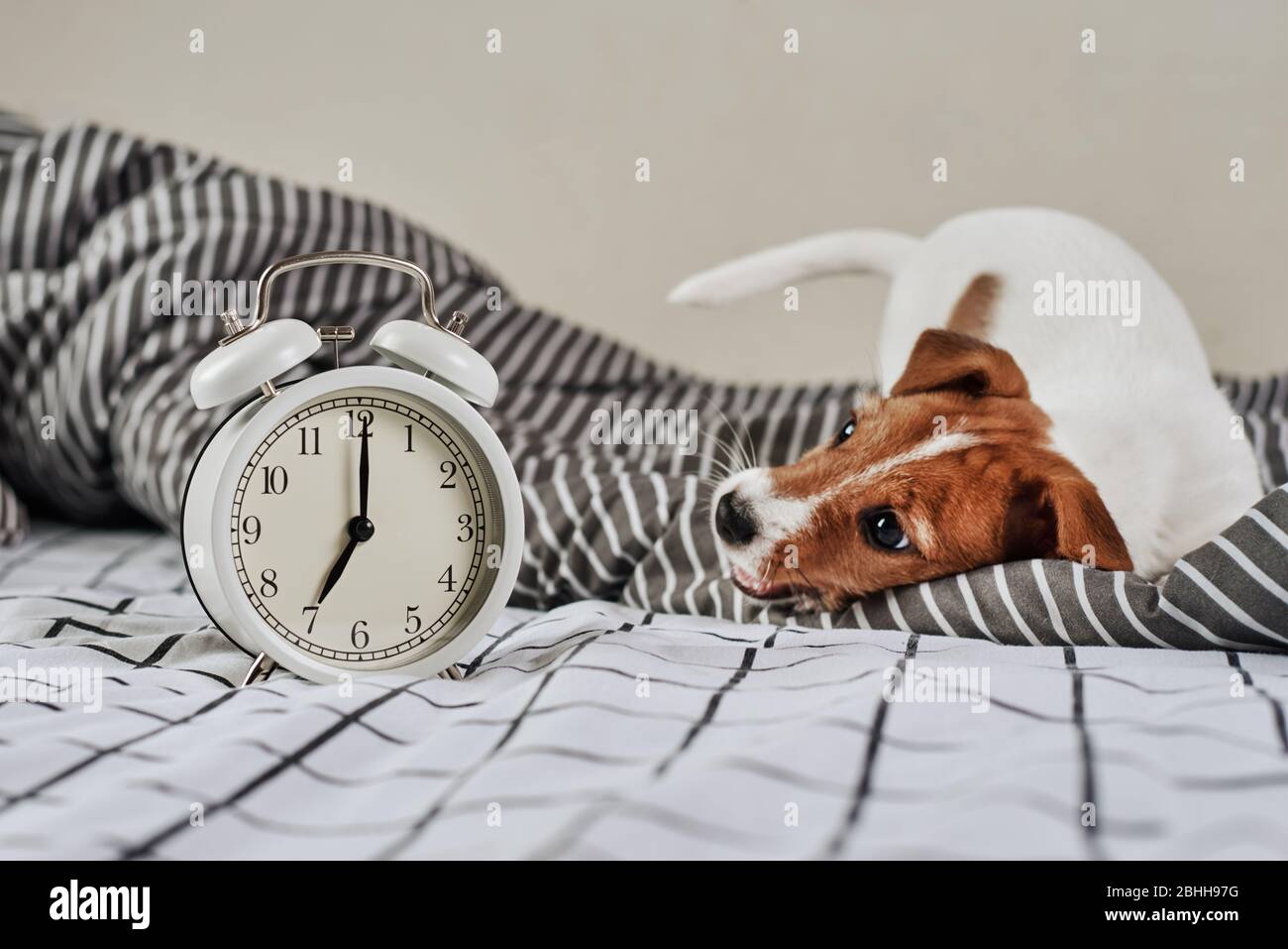 Jack russell terrier dog and vintage alarm clock in bed. Wake up and ...