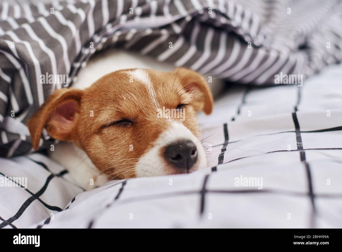 Sleeping Jack Russell terrier dog under blanket in bed Stock Photo - Alamy