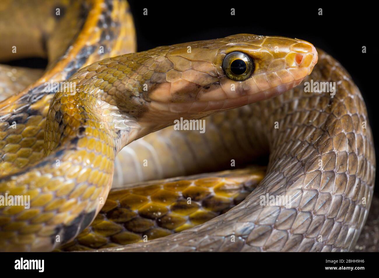 Coelognathus flavolineatus, the black copper rat snake or yellow striped snake, isolated on ...