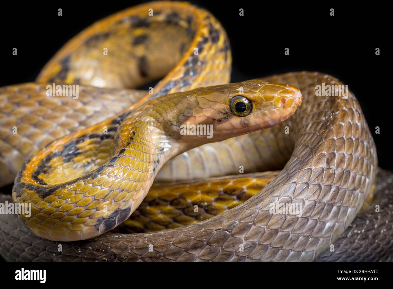 Coelognathus flavolineatus, the black copper rat snake or yellow striped snake, isolated on ...
