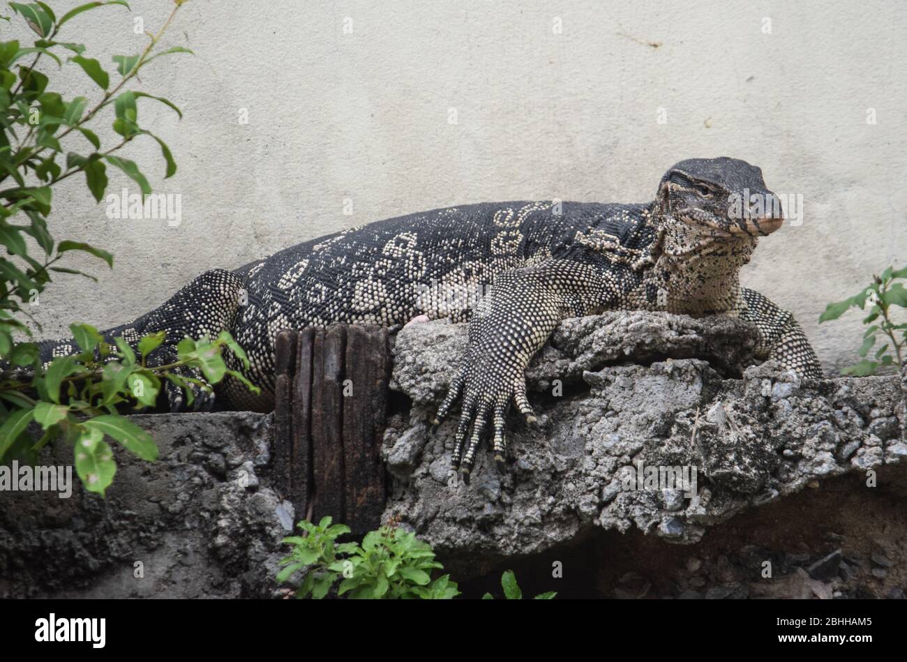 Water Monitor, Bangkok Canals 220120 Stock Photo - Alamy