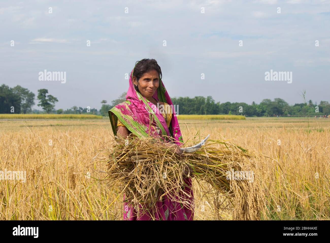 Indian women working in paddy hi-res stock photography and images - Alamy