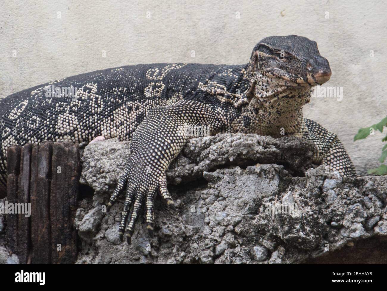 Long powerful laterally compressed tail hi-res stock photography and ...