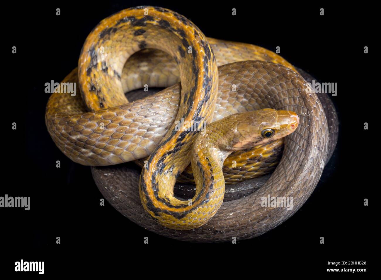 Coelognathus flavolineatus, the black copper rat snake or yellow striped snake, isolated on ...