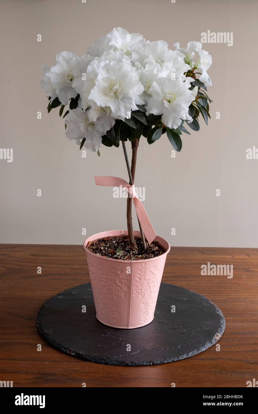 Standard azalea hi-res stock photography and images - Alamy
