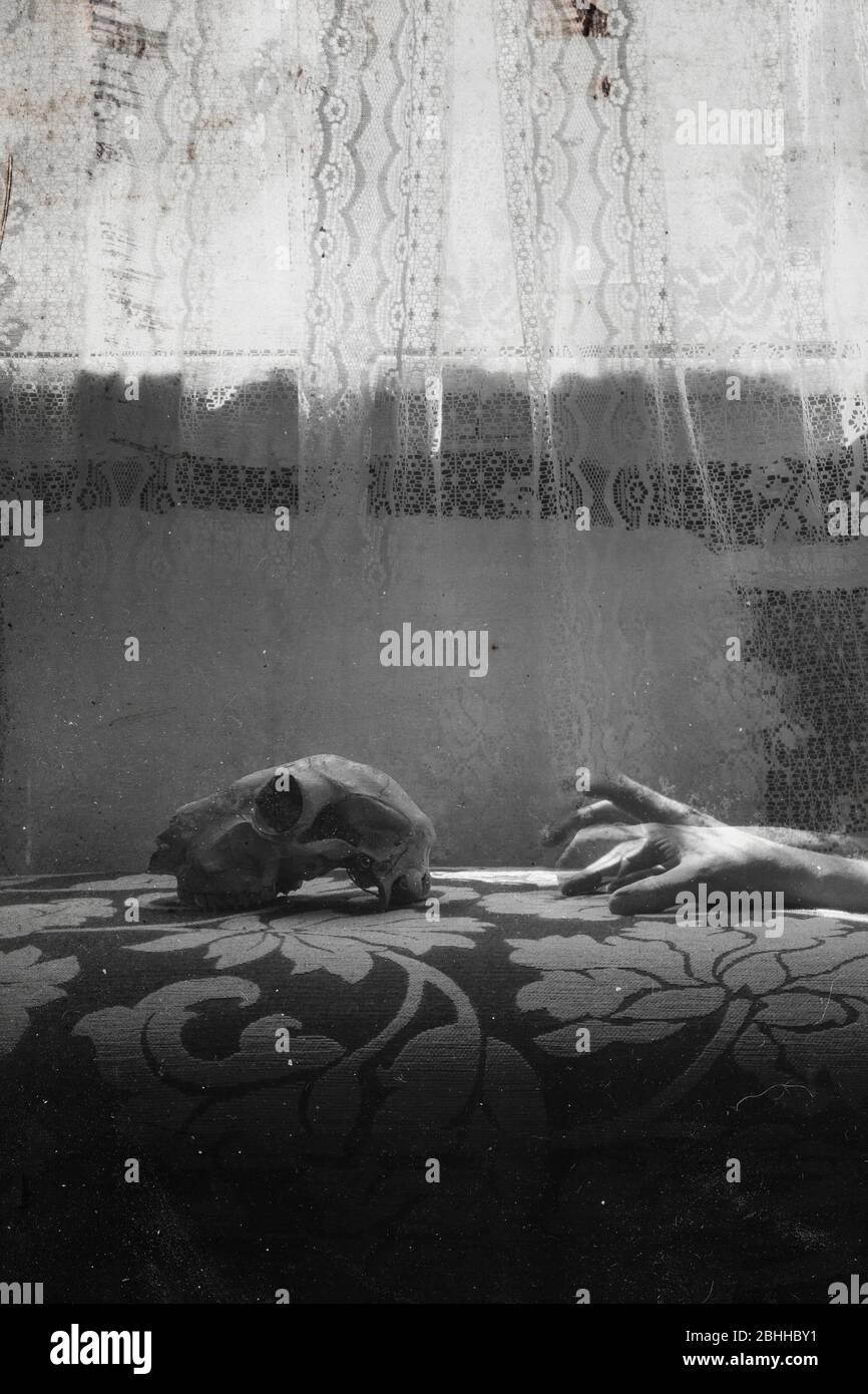 A ghost like, hand out stretched to an animal skull by a window. With a ...