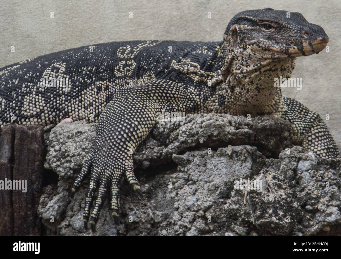 Water Monitor, Bangkok Canals 220120 Stock Photo - Alamy