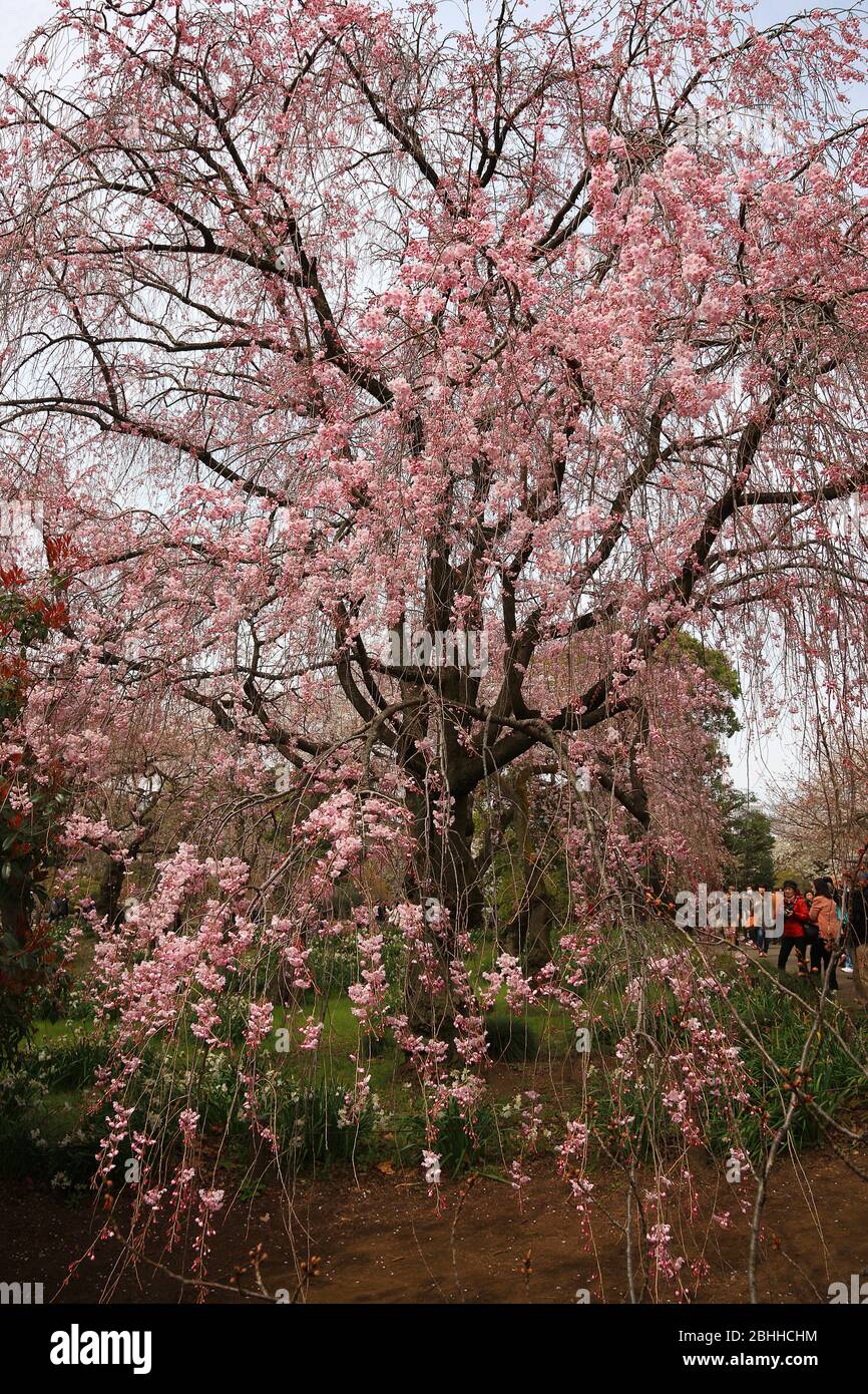 Hanami kyoto hi-res stock photography and images - Alamy