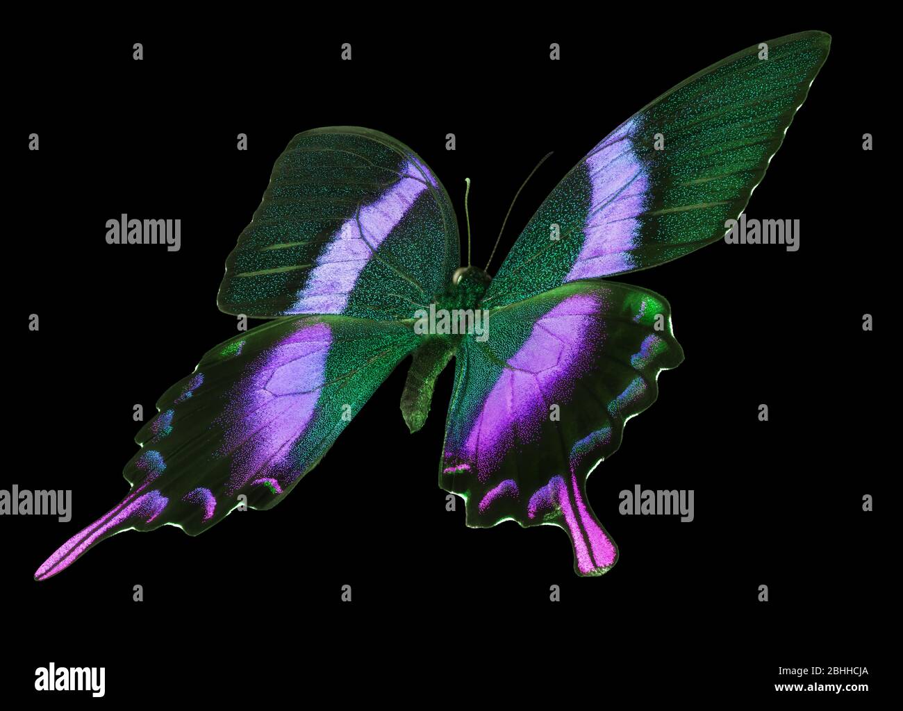 Blue neon emperor butterfly isolated on a black background Stock Photo ...