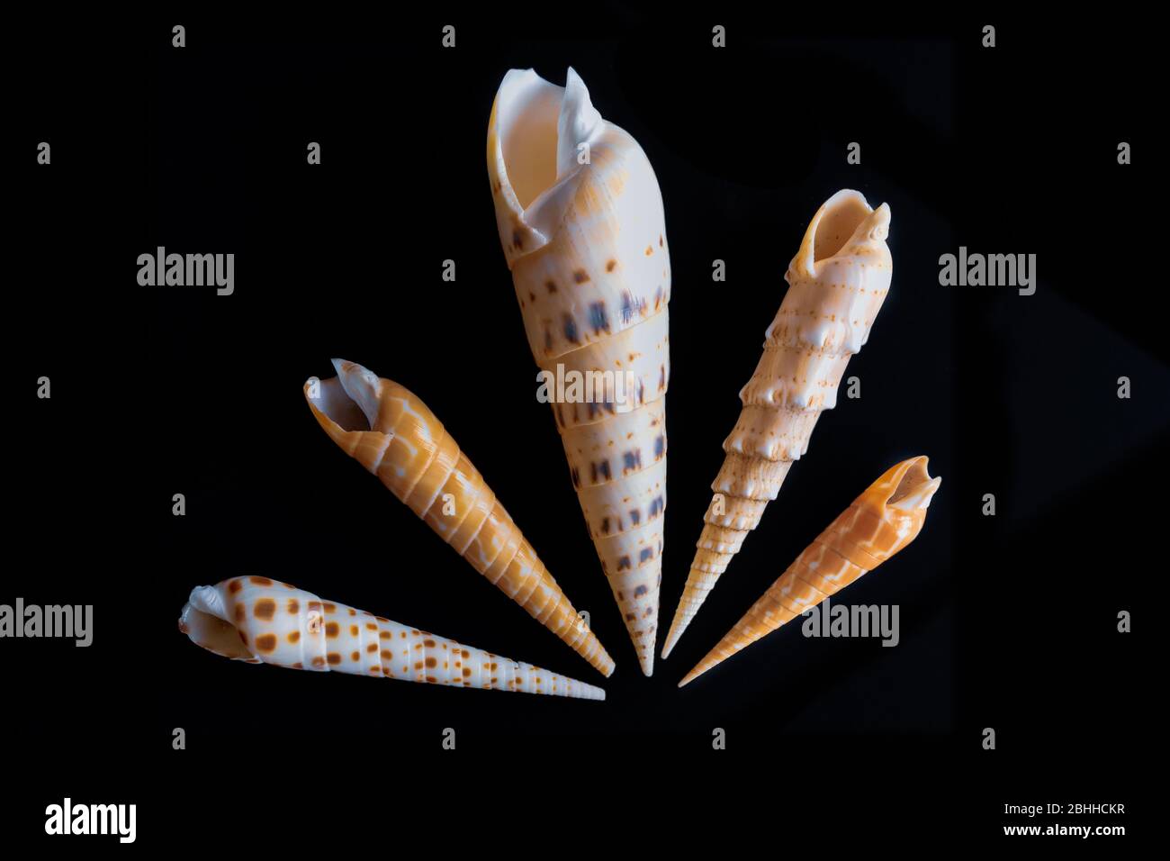Auger shells hi-res stock photography and images - Alamy