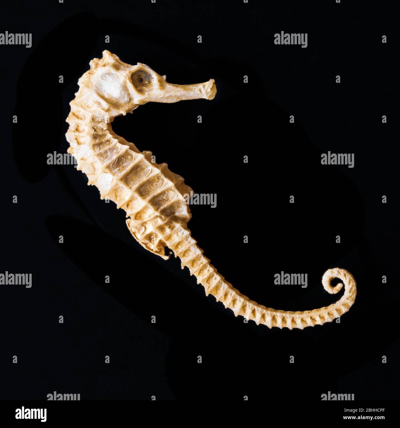 Marine Seahorse Skeleton. Tropical Marine Fish Stock Photo - Alamy