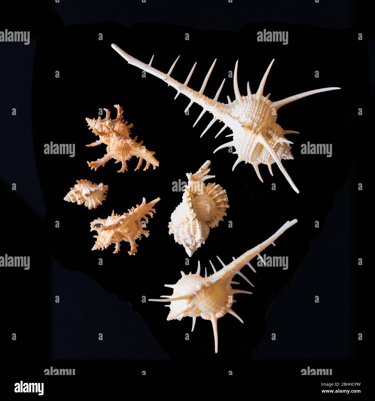 Tusk shells hi-res stock photography and images - Alamy