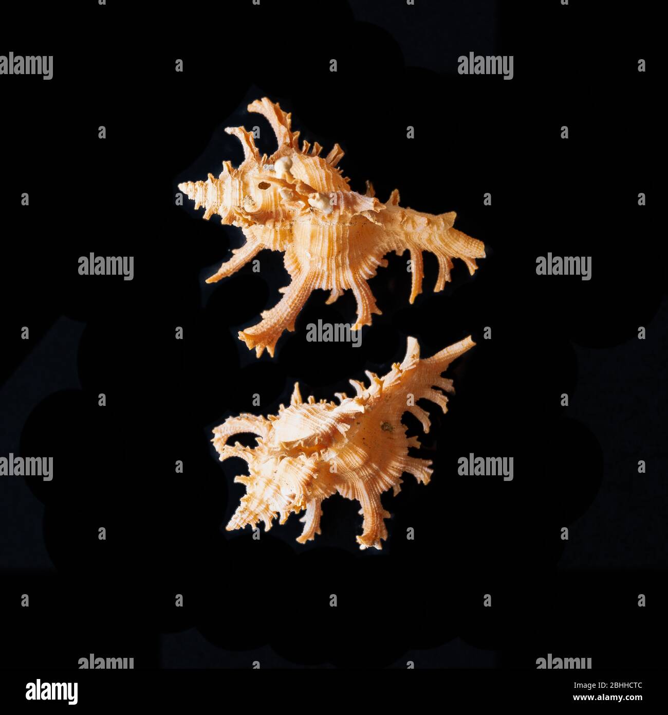 Tusk shells hi-res stock photography and images - Alamy