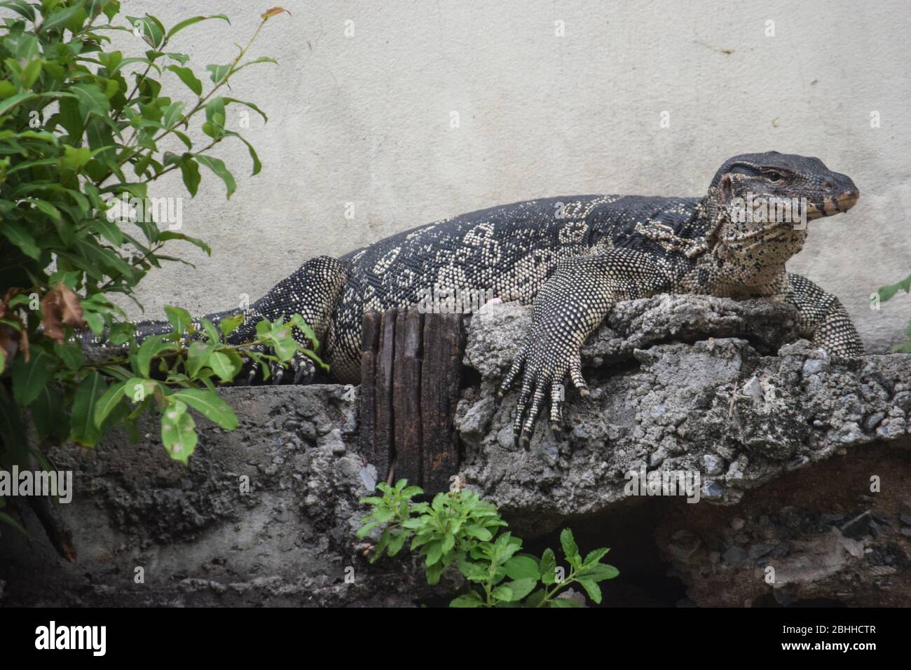Water Monitor, Bangkok Canals 220120 Stock Photo - Alamy