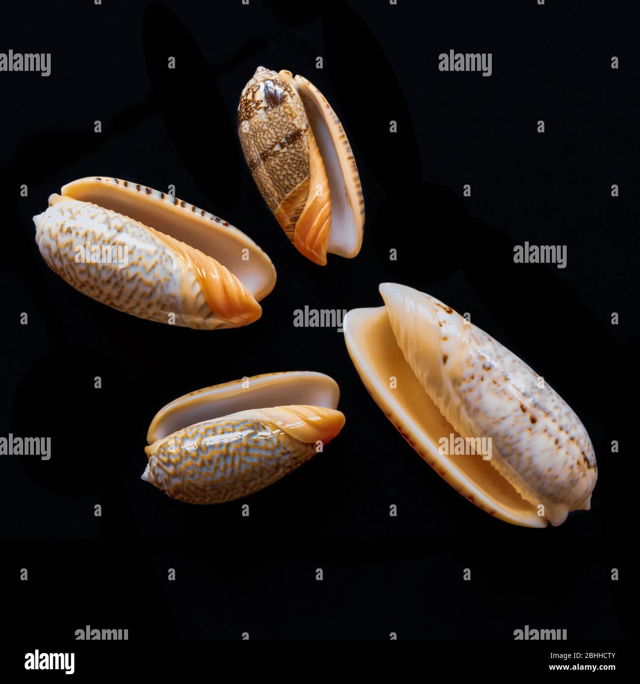 Orange-Mouthed Olive Seashells. Olivia Sericea Roding. Tropical Marine ...