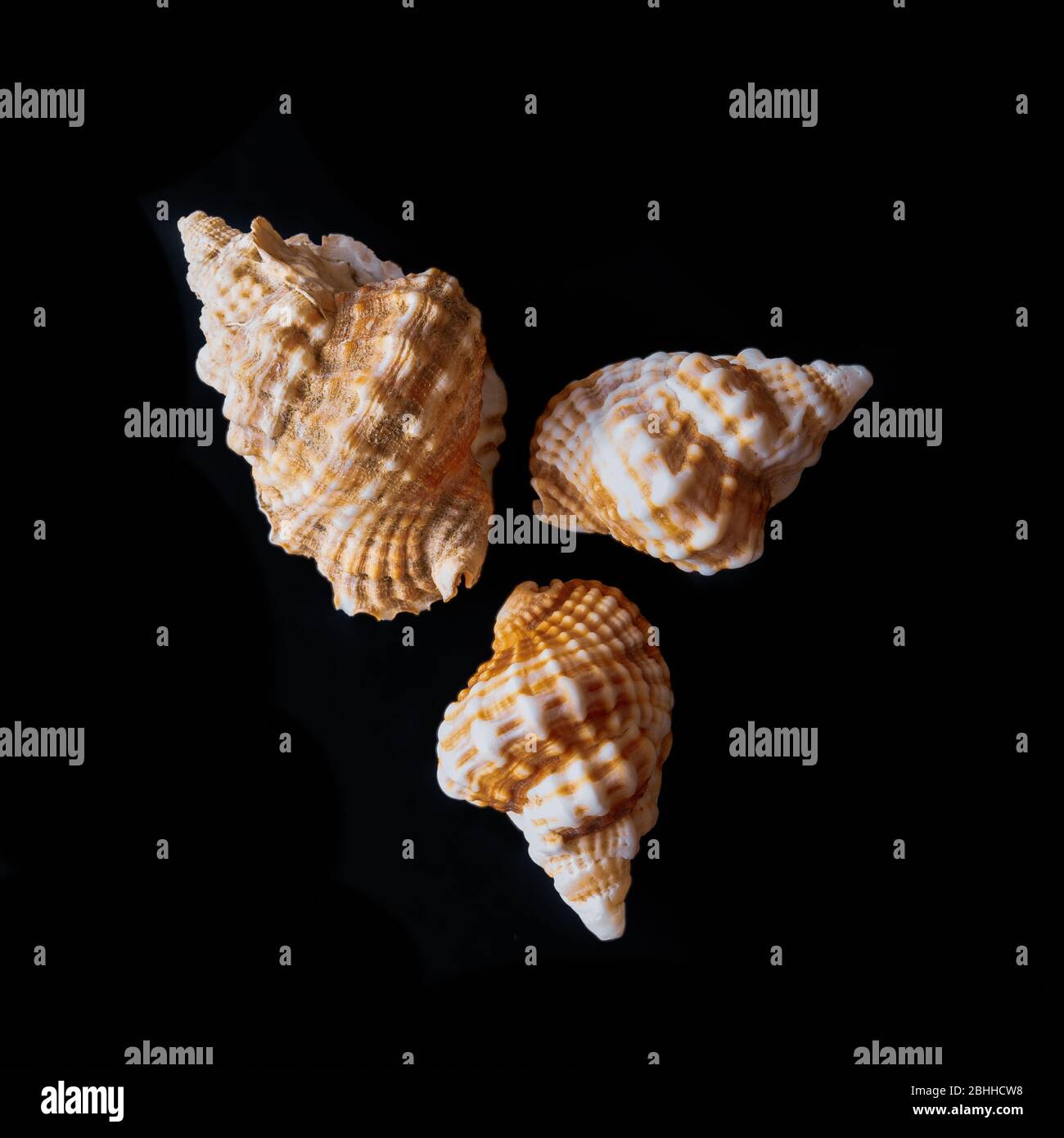 Phos Whelks. Pacific Seashells. Marine Shells Stock Photo - Alamy