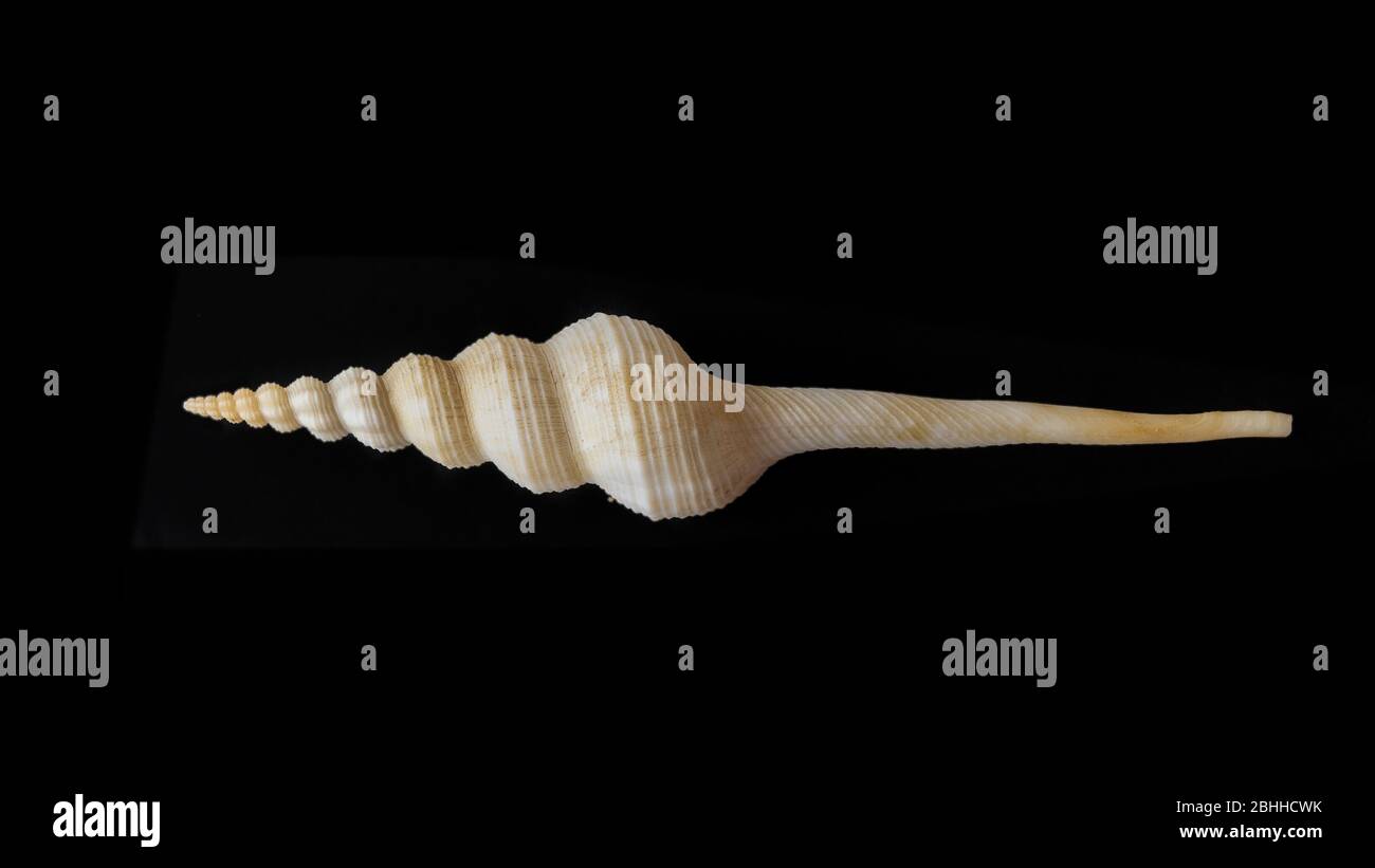 Spindle Seashell. Pacific Seashell. Marine Seashell Stock Photo - Alamy