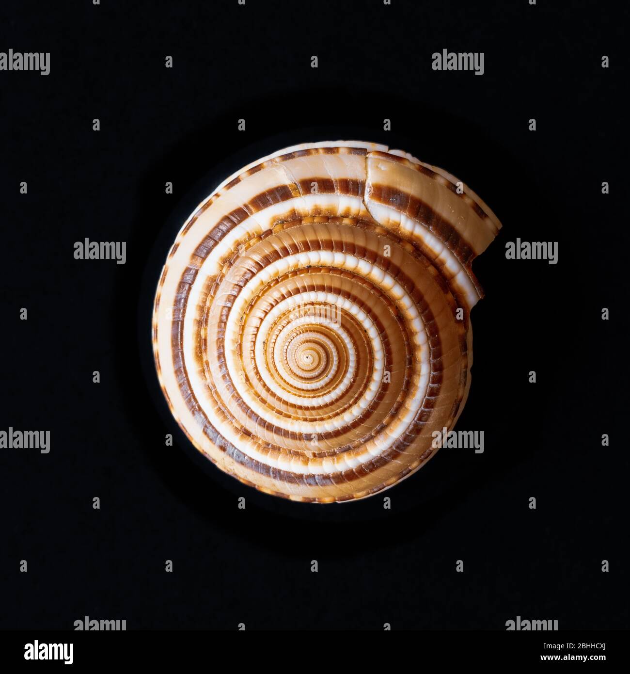 Sundial Seashell. Pacific Seashell. Tropical Marine Seashell Stock ...
