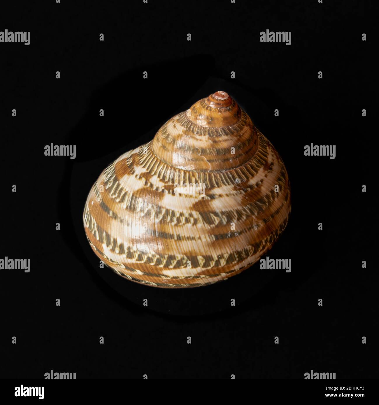 Turbo petholatus hi-res stock photography and images - Alamy