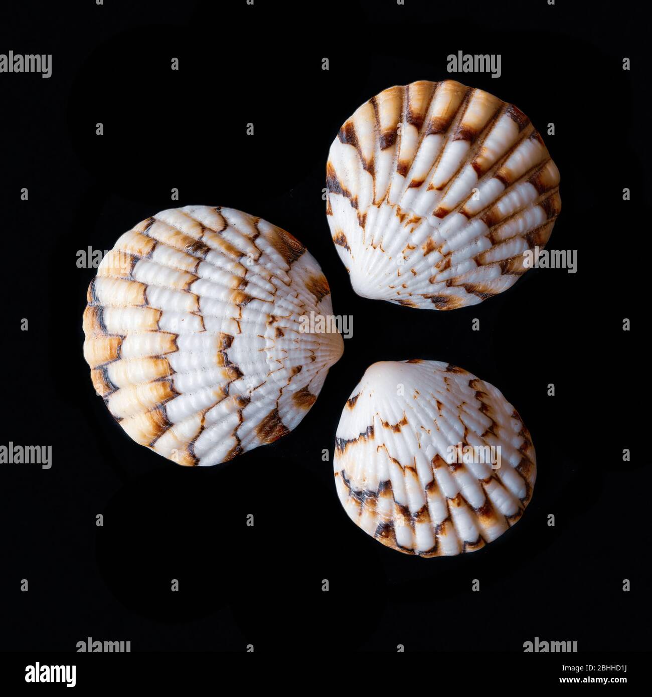 Indian seashells hi-res stock photography and images - Alamy