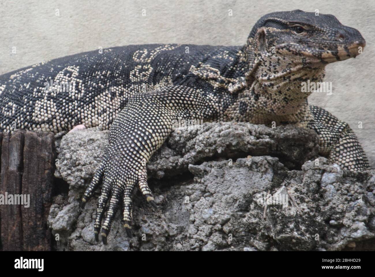 Long powerful laterally compressed tail hi-res stock photography and ...