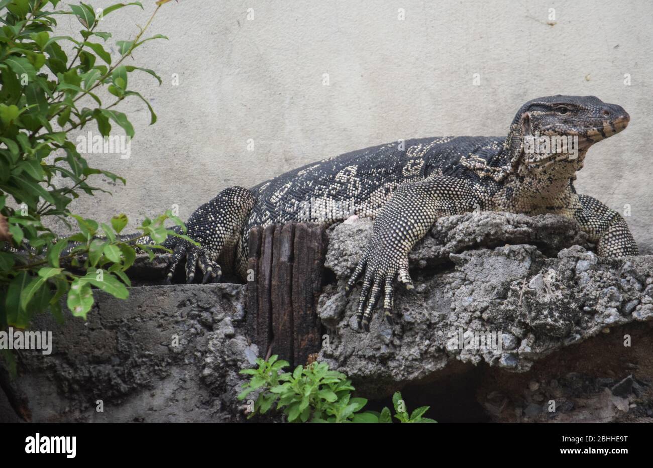 Laterally compressed hi-res stock photography and images - Alamy