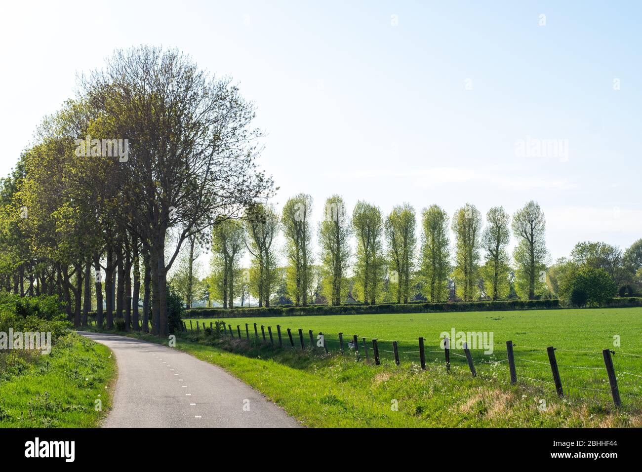 A bike path in a typical Dutch nature scene with a row of trees Stock ...