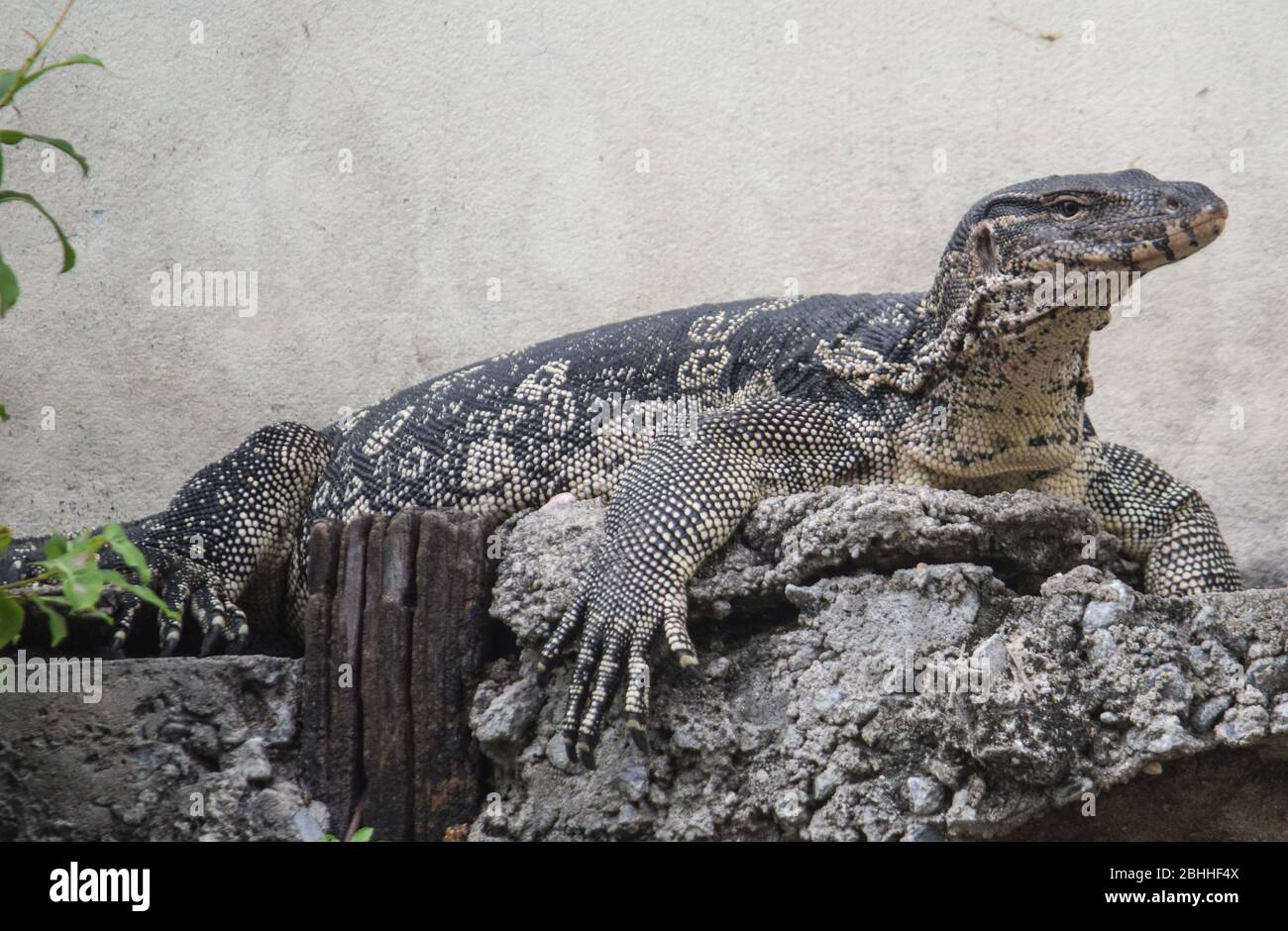 Dark spots on underside hi-res stock photography and images - Alamy