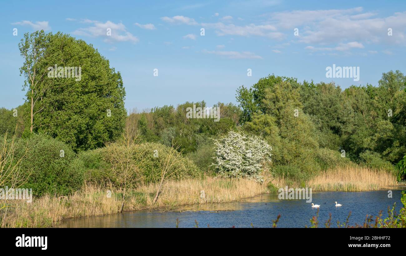 Typical Dutch nature scene with swans in a nature reserve Stock Photo ...