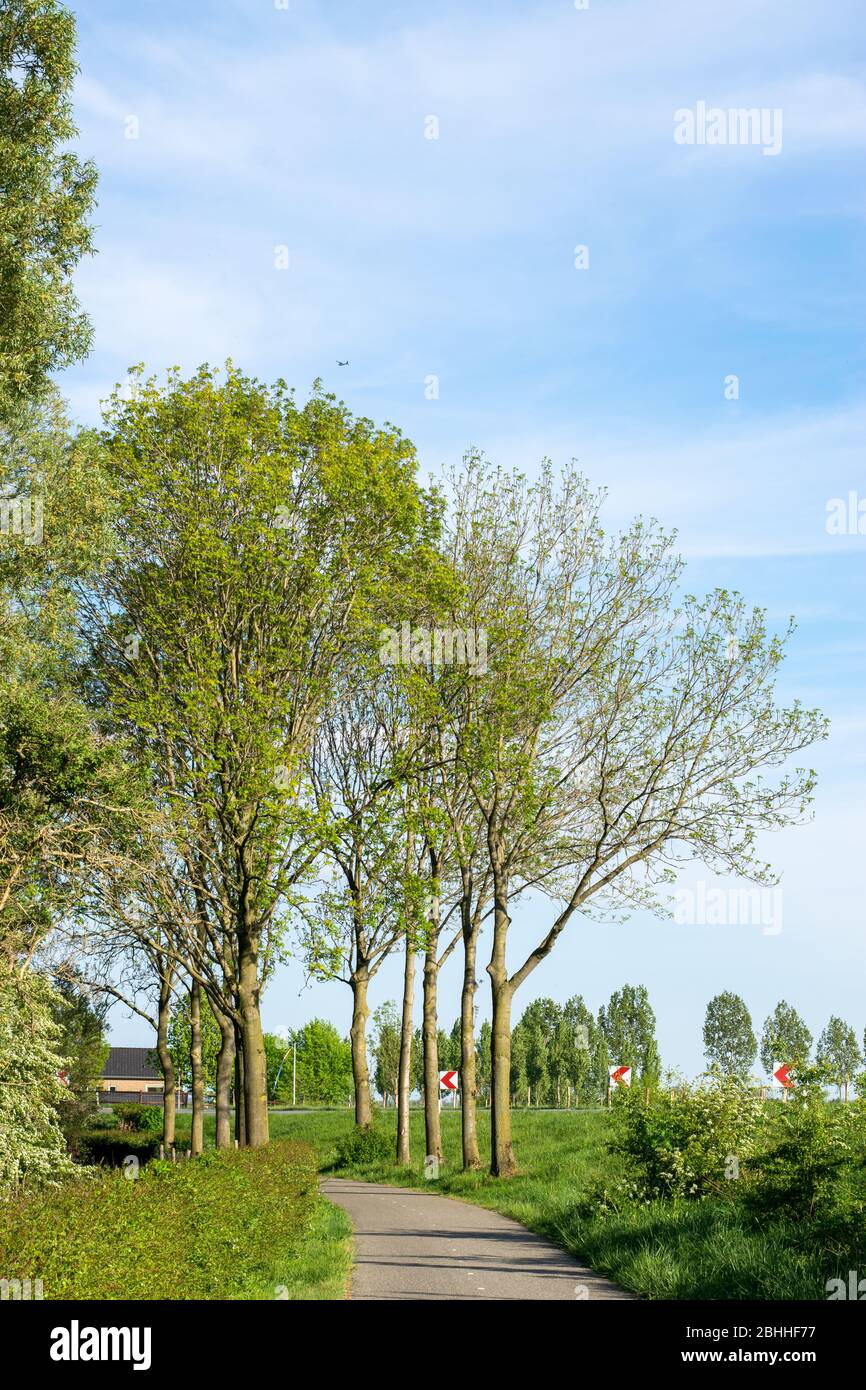Bike path for cyclist next to a Dutch dike with a road in a polder ...