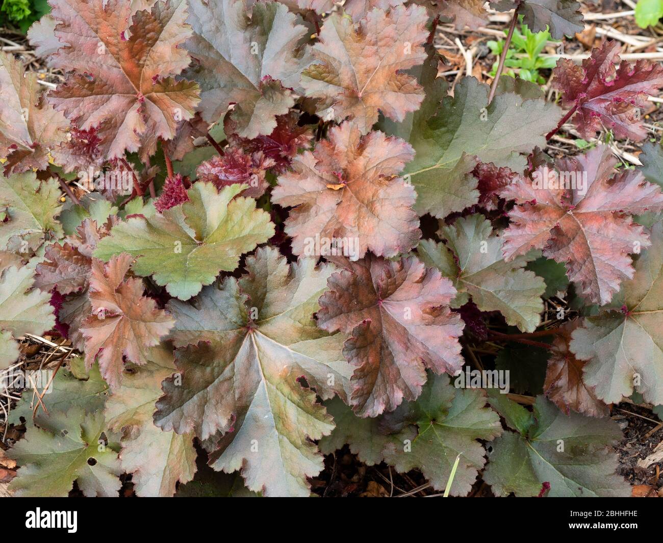 Brown and bronzed evergreen foliage of the ground covering hardy ...