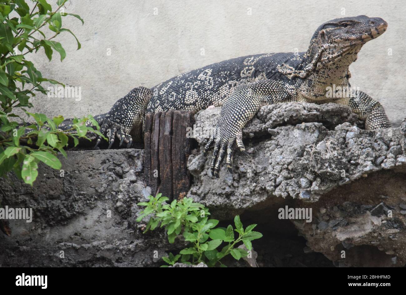 Long powerful laterally compressed tail hi-res stock photography and ...