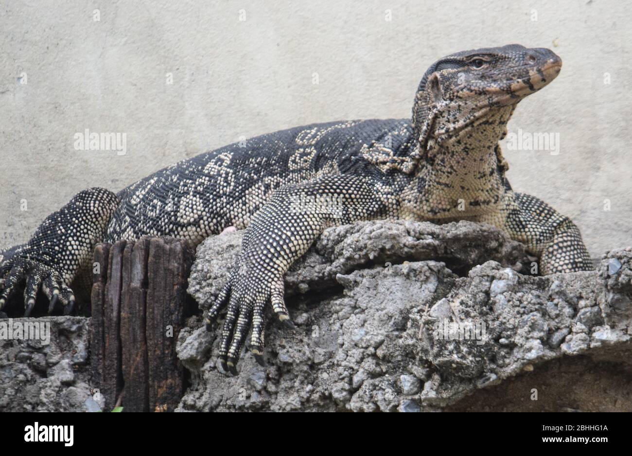 Long powerful laterally compressed tail hi-res stock photography and ...