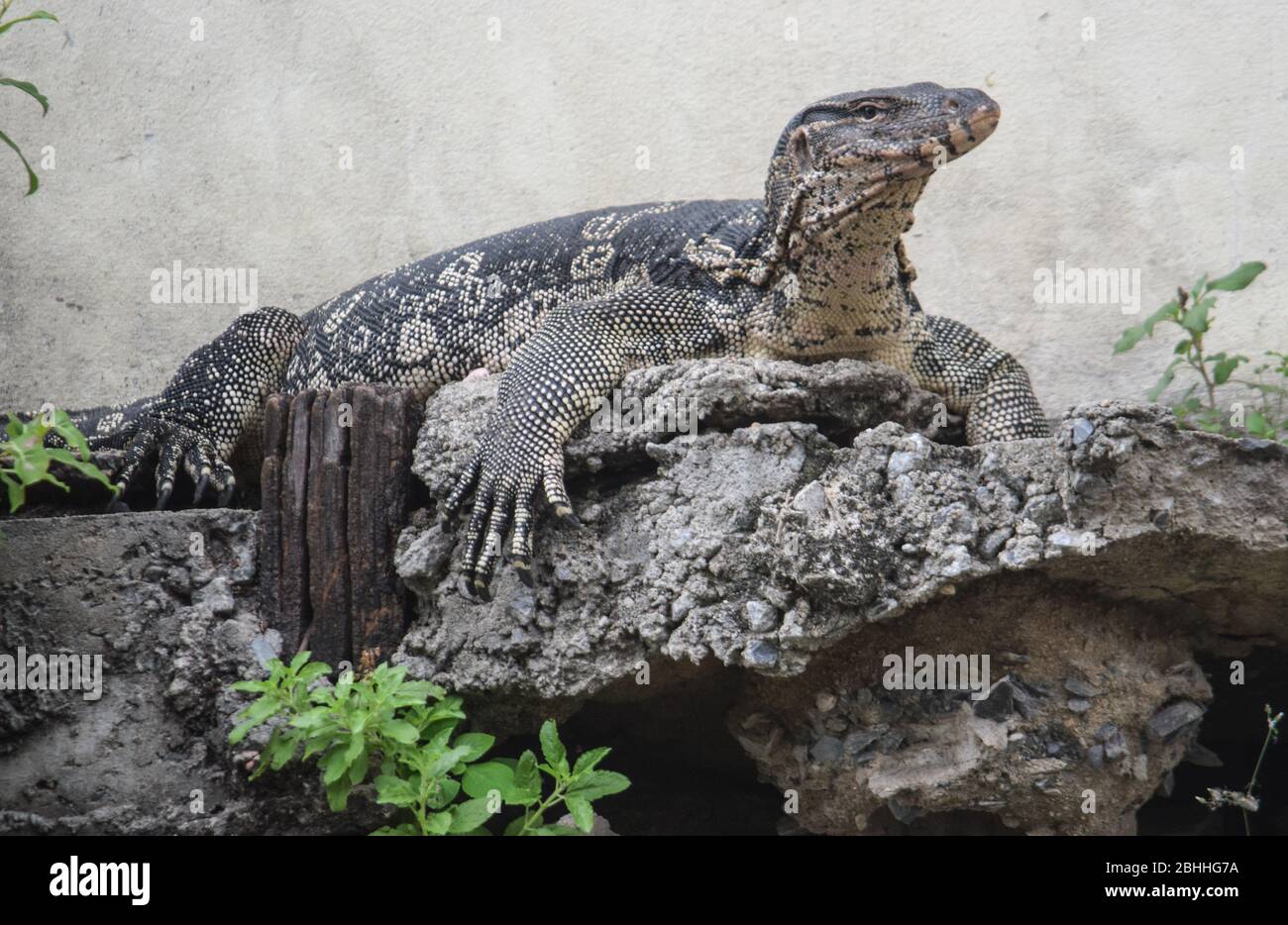 Long powerful laterally compressed tail hi-res stock photography and ...