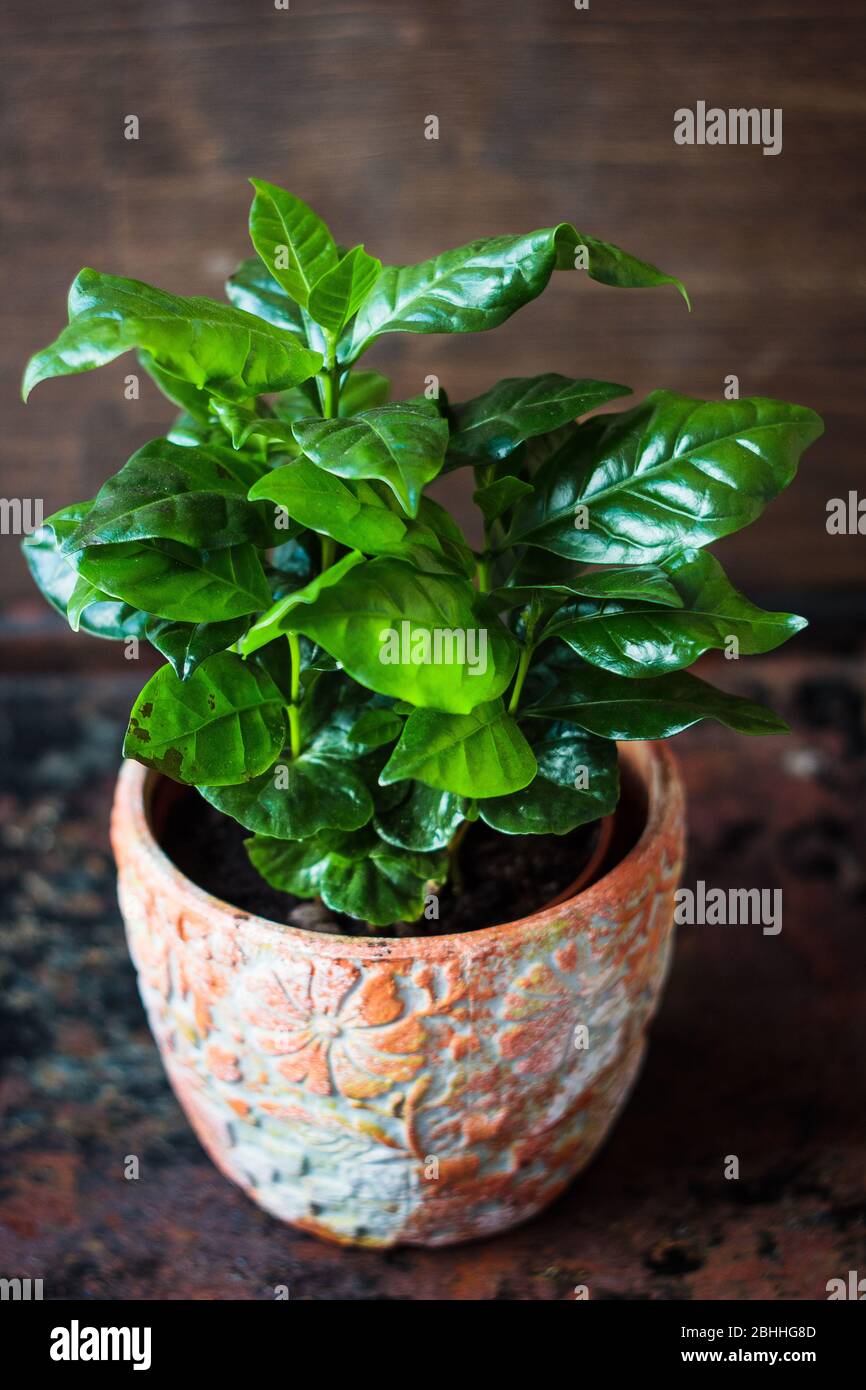 Coffea arabica - coffee plant in a flower pot Stock Photo - Alamy