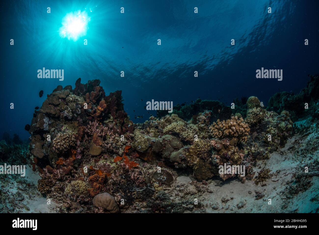 Reefscape High Resolution Stock Photography and Images - Alamy