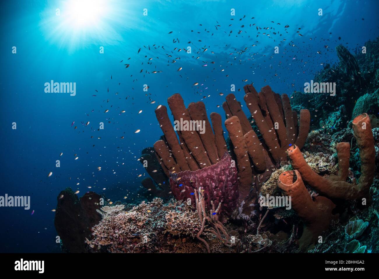 Huge sponge hi-res stock photography and images - Alamy