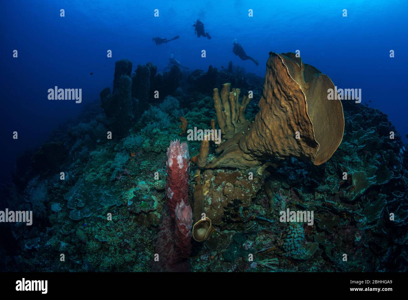 Sponge formations hi-res stock photography and images - Alamy