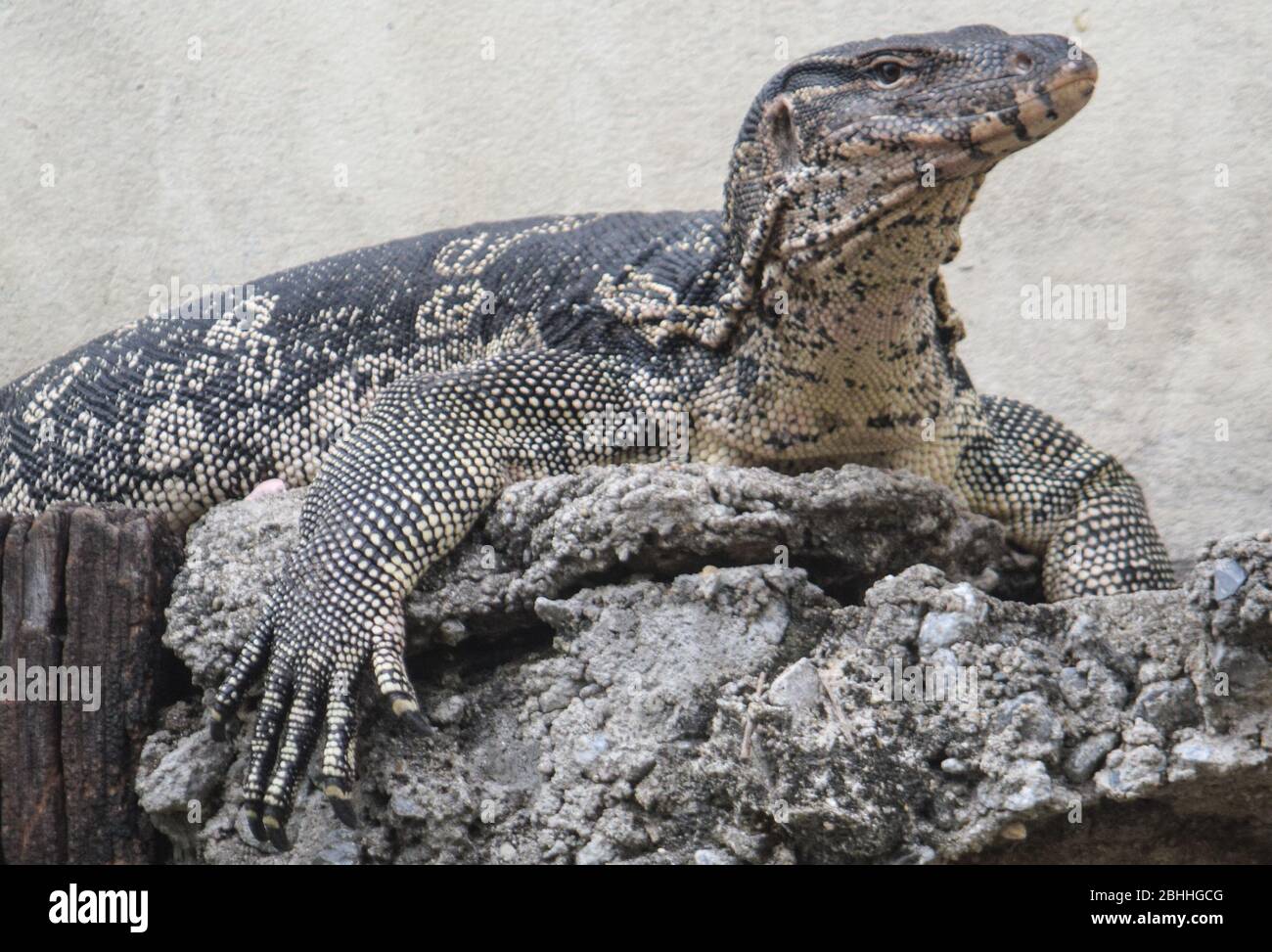 Long powerful laterally compressed tail hi-res stock photography and ...