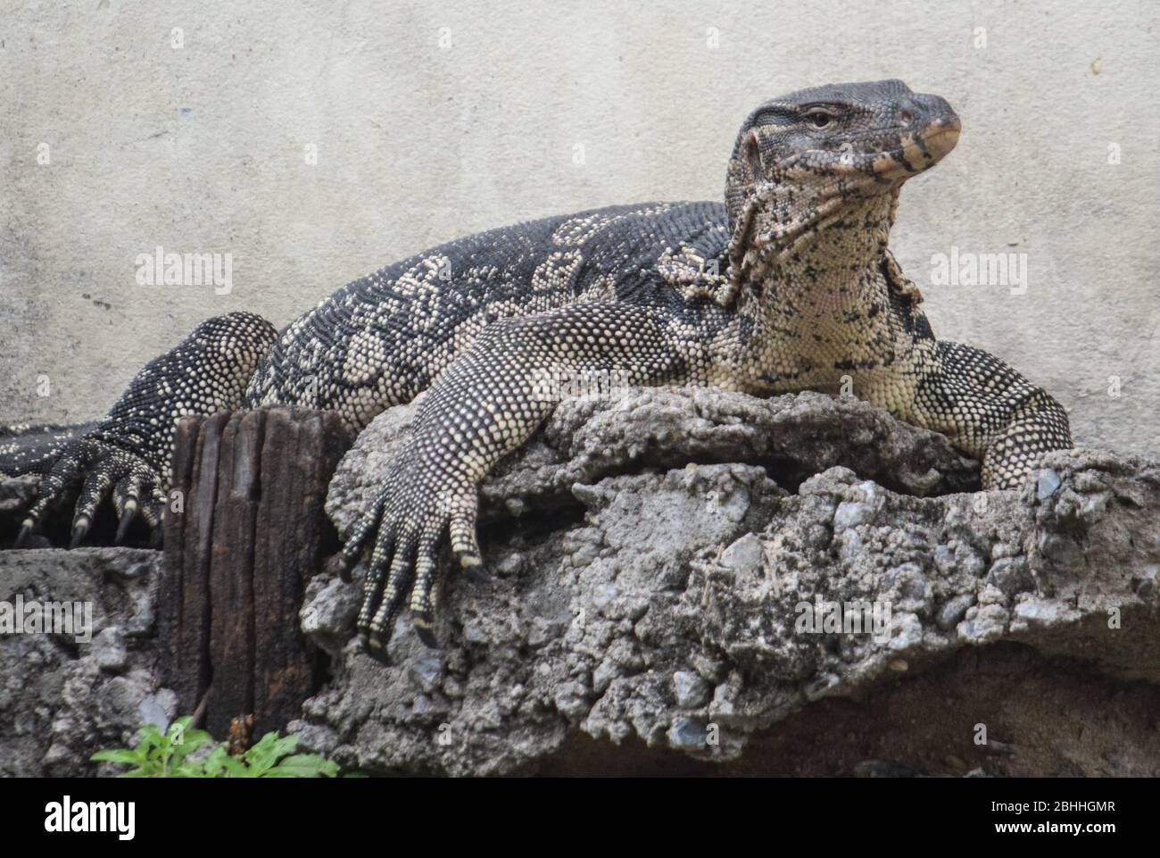 Water Monitor, Bangkok Canals 220120 Stock Photo - Alamy