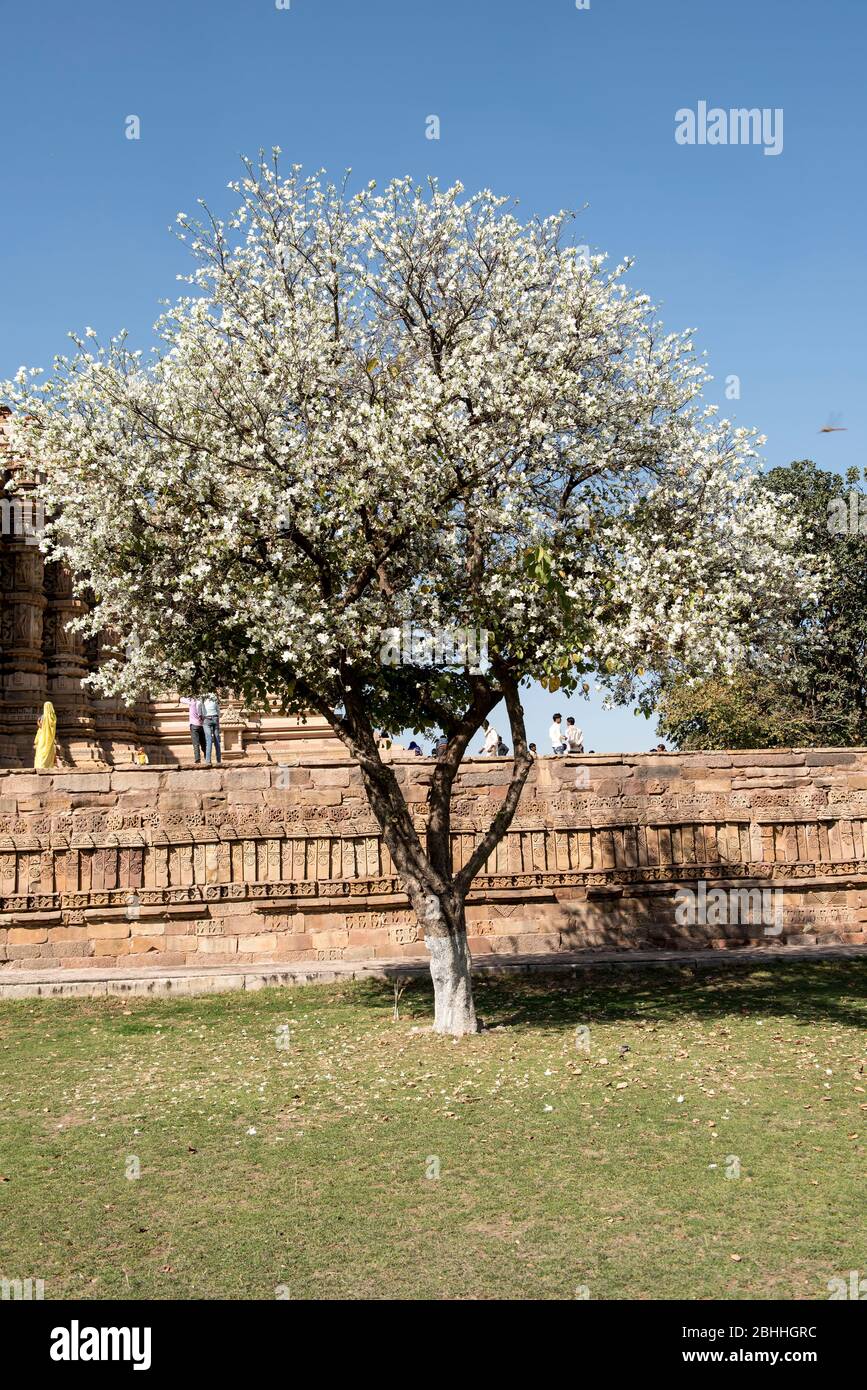 Bauhinia variegata india hi-res stock photography and images - Alamy