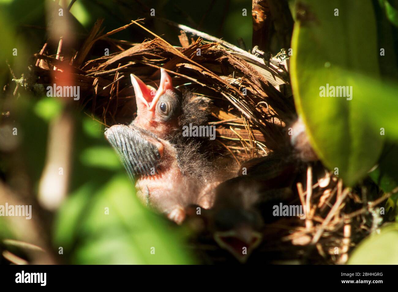 Cardinal Nest High Resolution Stock Photography and Images - Alamy