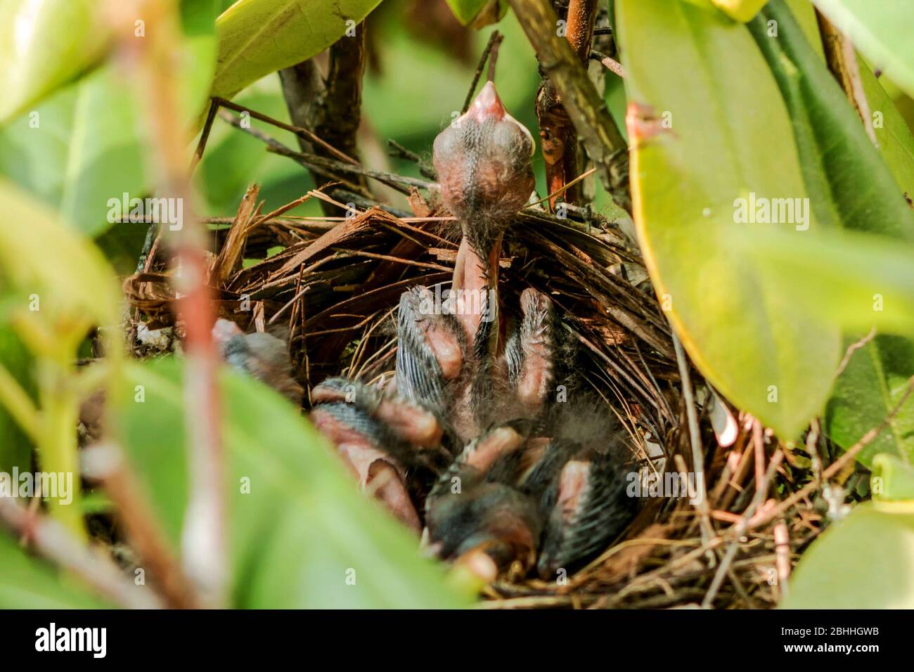 Four day old cardinals relaxing in their birds nest as they wait for ...