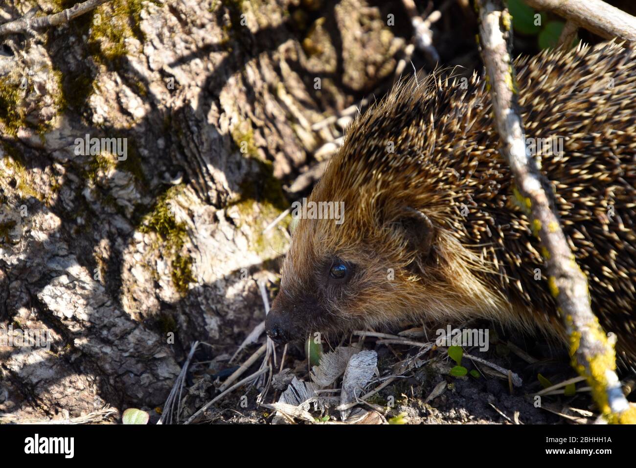 Mammal hedge hog hi-res stock photography and images - Alamy