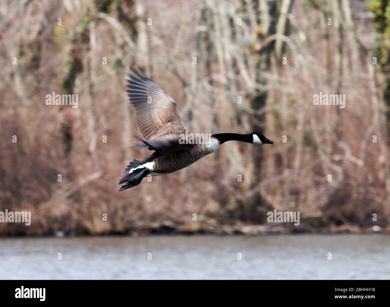 Canadian Goose getting ready to land in a lake Stock Photo - Alamy