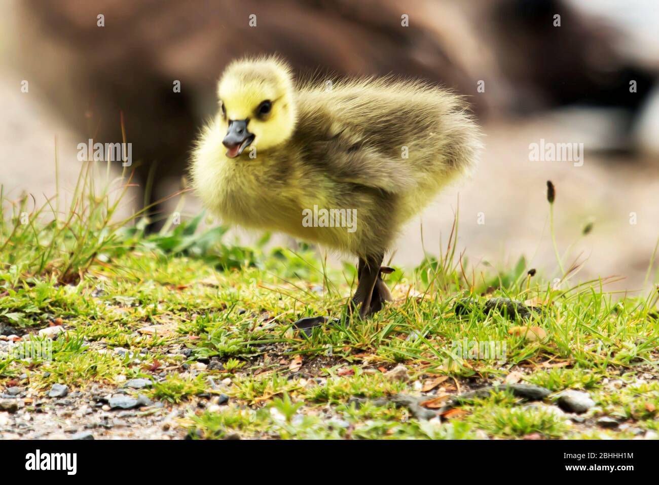 Weeks state park hi-res stock photography and images - Alamy
